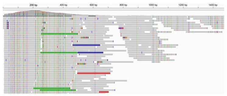 【文献解读】SMART方法对新病毒基因组延伸片段进行扩增和后续测序具有潜力_小宁